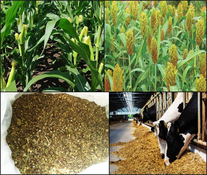 Silage Preparation Methods For Dairy Cow : A Complete Guide – BigHaat.com